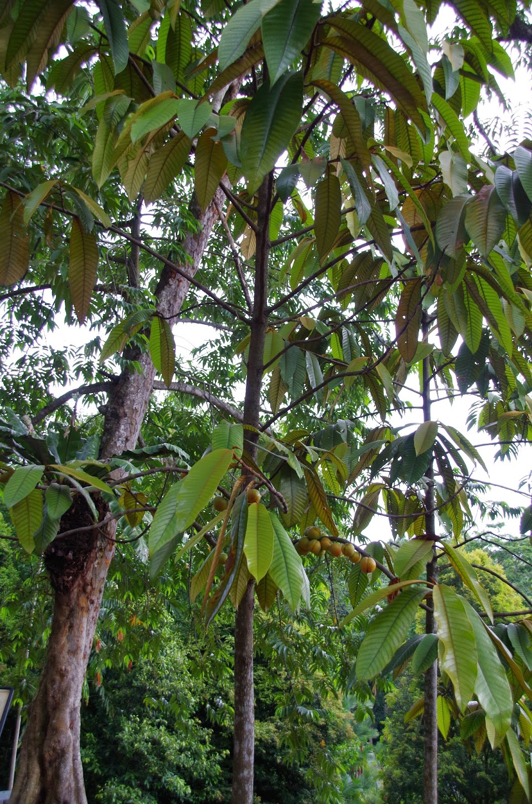 Trees and Plants: Cabbage Leafed Nutmeg