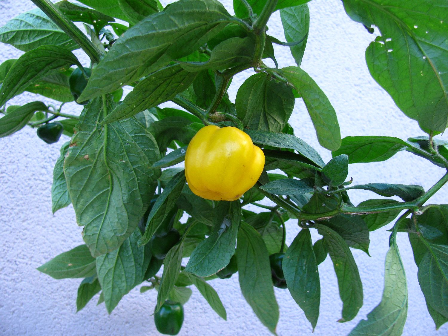 Capsicum: Toprak kültüründe Capsicum pubescens