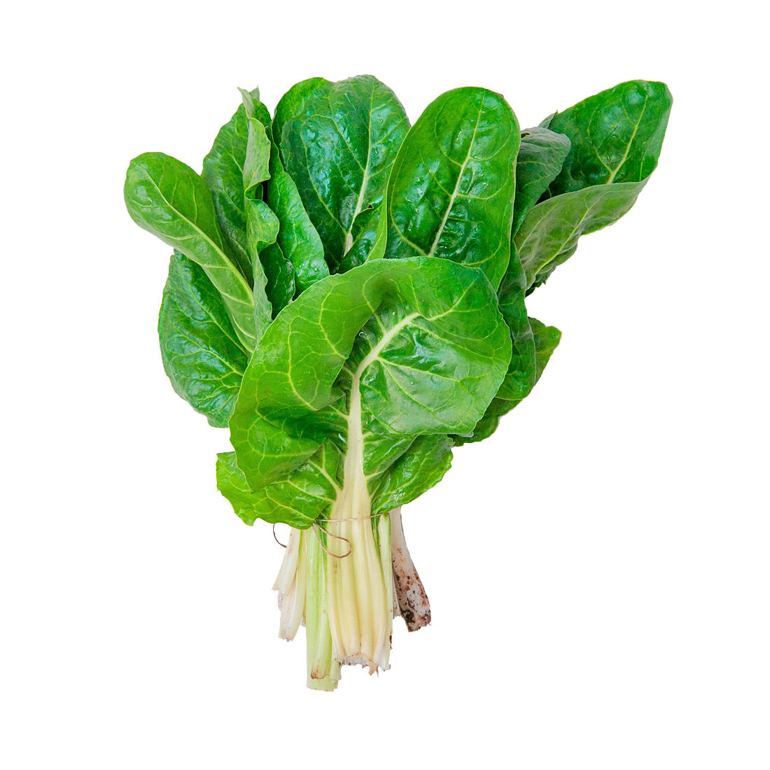 OÍDO COCINA: ACELGA