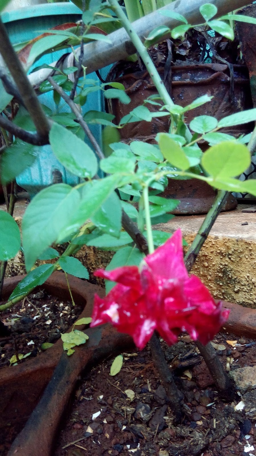 Garden Care Simplified: Garden in Rains Drooping Roses Close up of ...