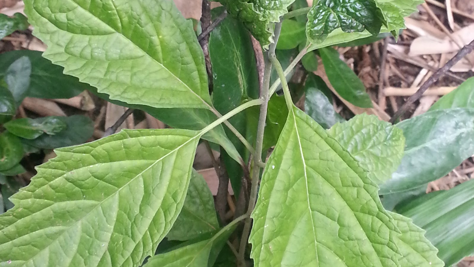 Manfaat Pohon Tinga-tinga:Obat sakit perut ~ Cintapohonku