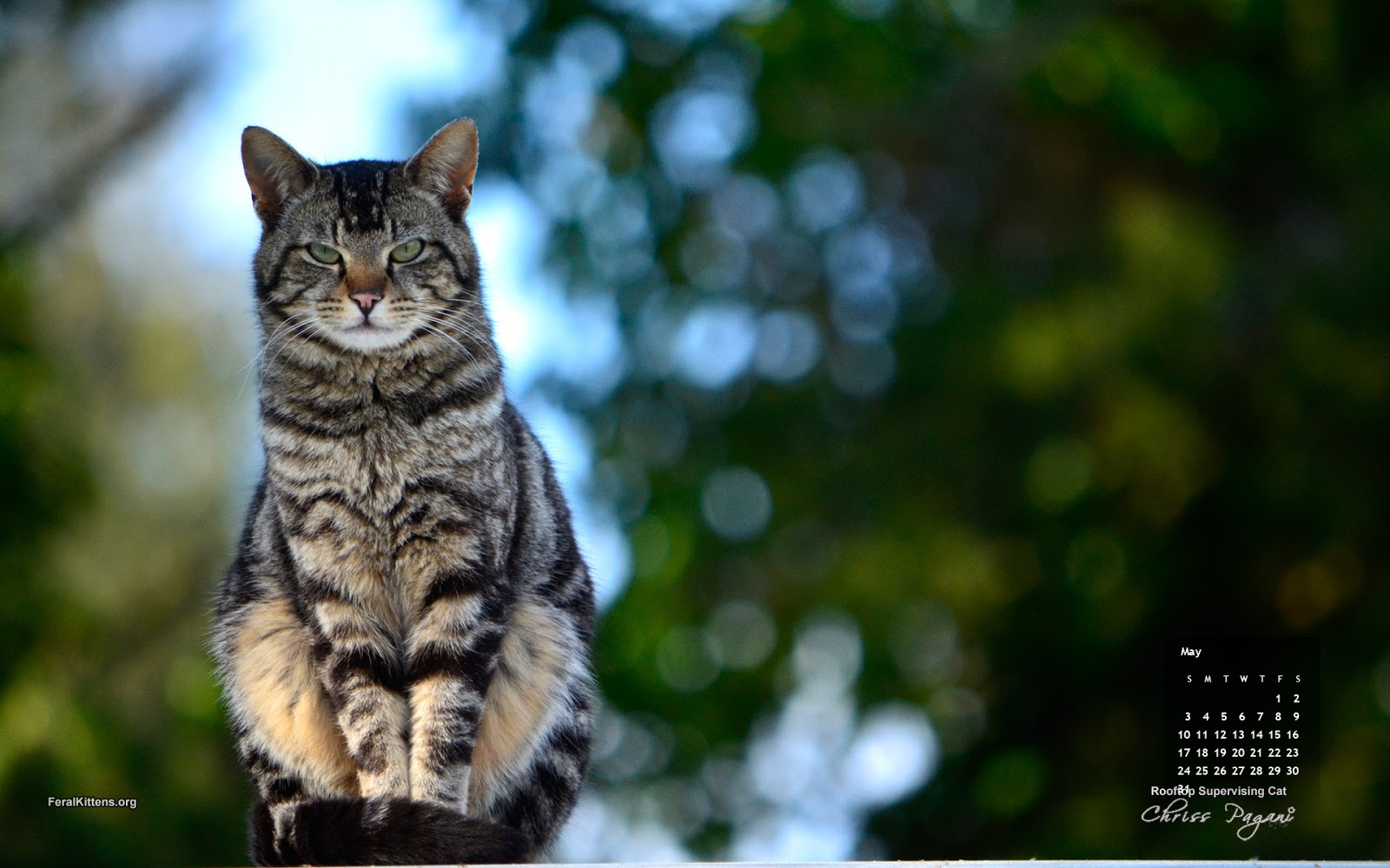 May Cat of the Month signed Calendar Wallpaper - The Supervisor