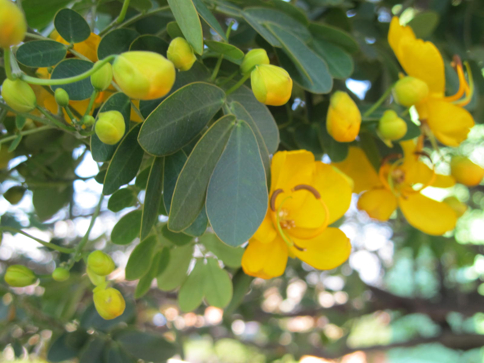 Fabaceae - Leguminosae no Brasil: Fabaceae - Senna pendula var. ambigua ...