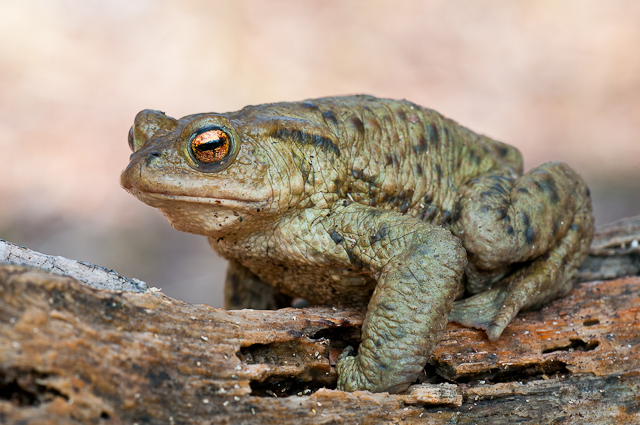 Gnorimus' Photoblog: Der Lurch des Jahres...