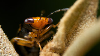 ムシをデザインしたのはダレ？: オオメカメムシ 産卵