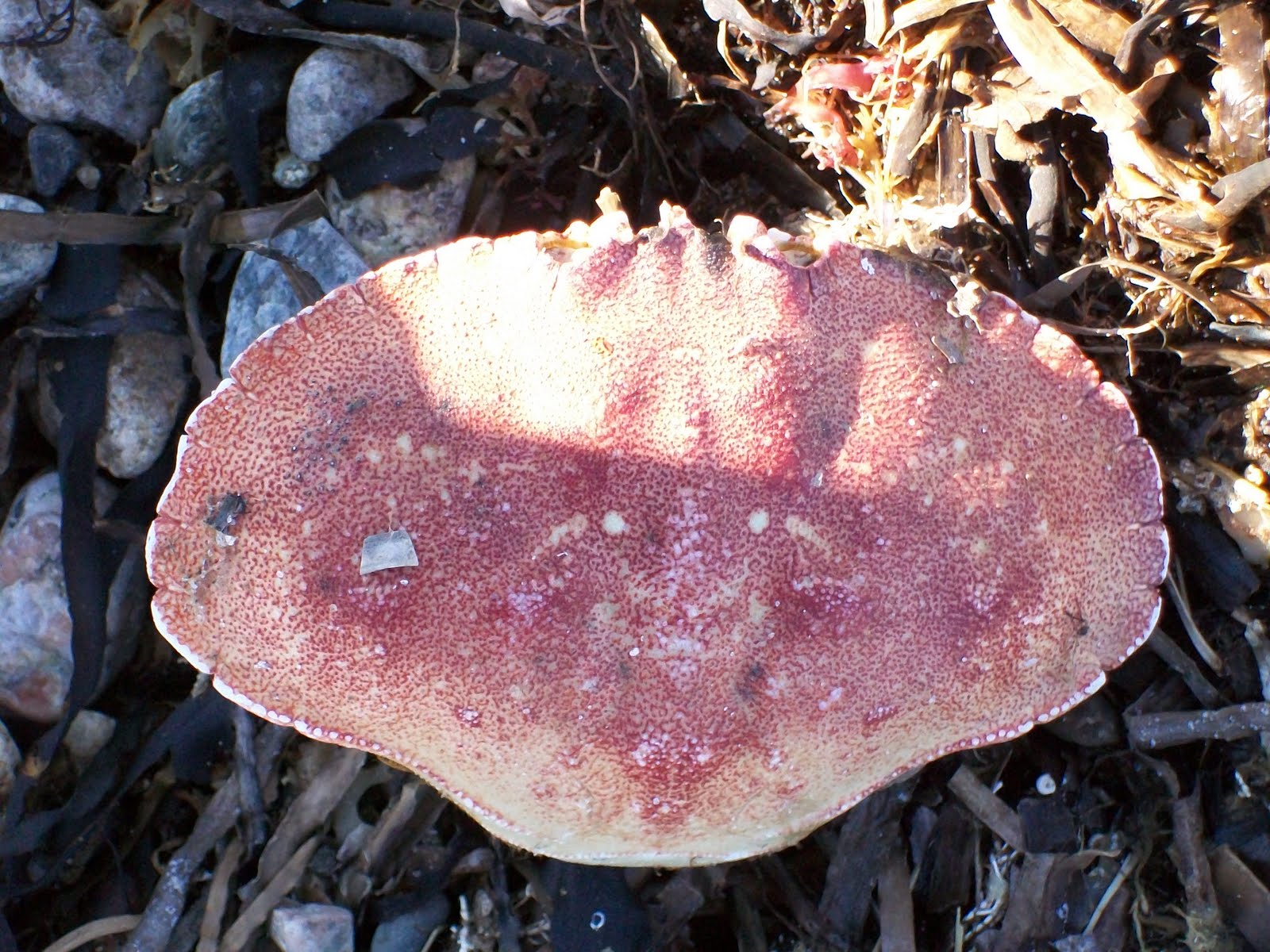 Blue-Headed Blackbird