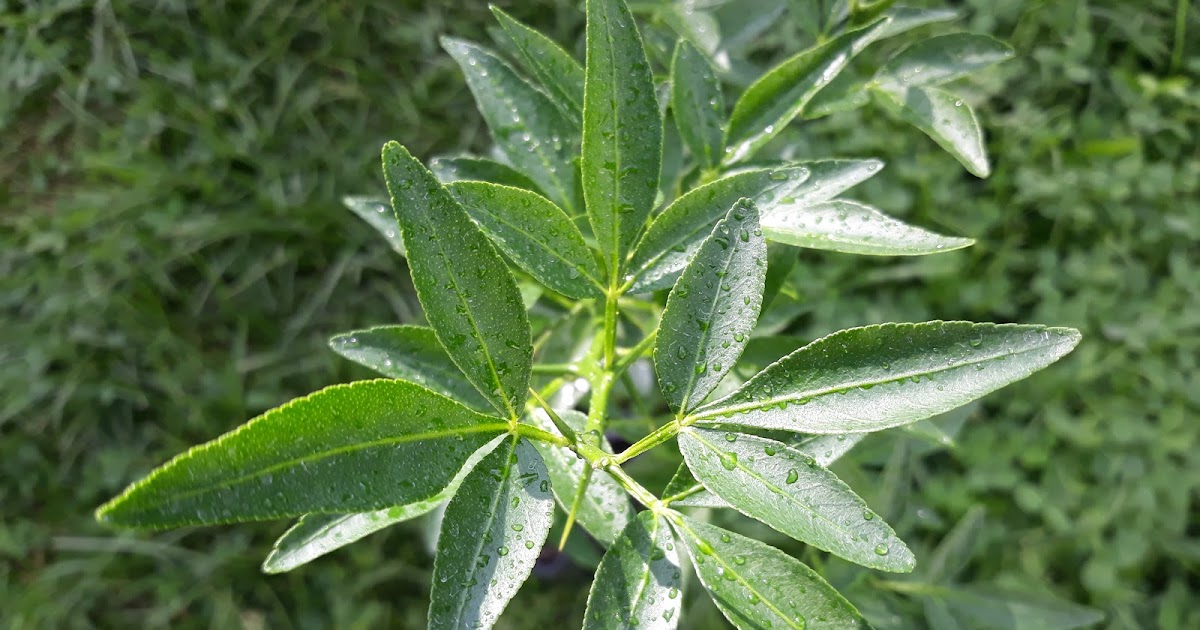 Cytrusy Mrozoodporne: Poncirus Polyandra - Fumin Trifoliata
