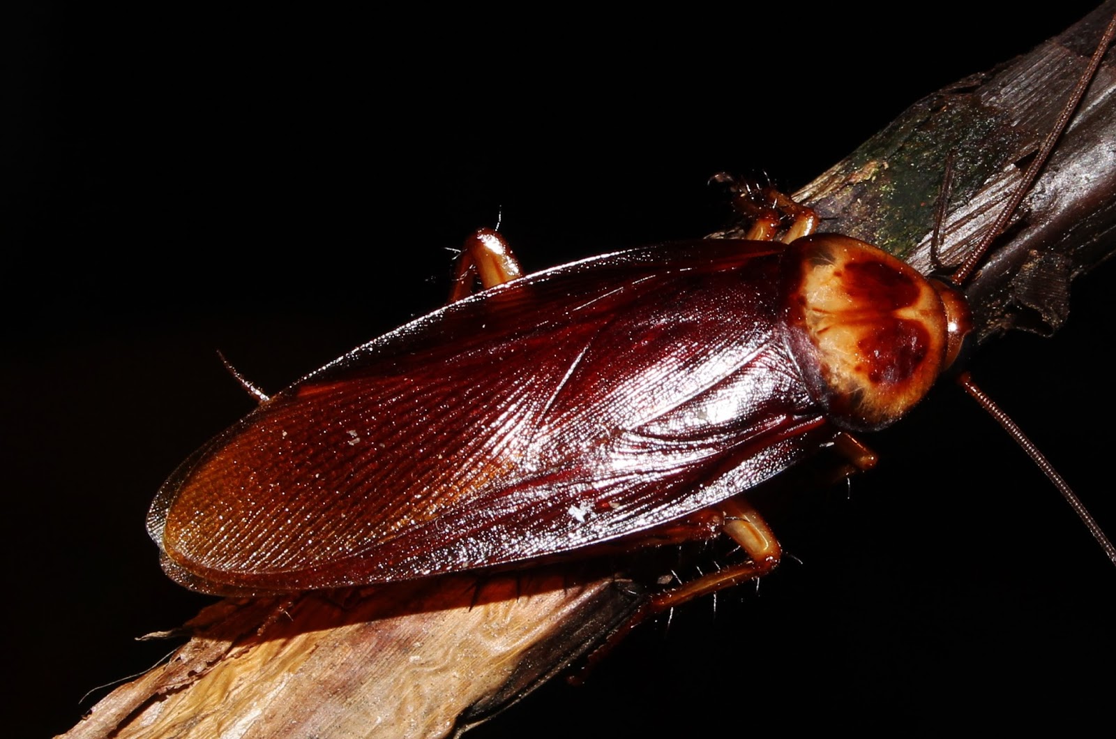 Biodiversity of Cyprus by NGO Protection of the Natural Heritage and ...