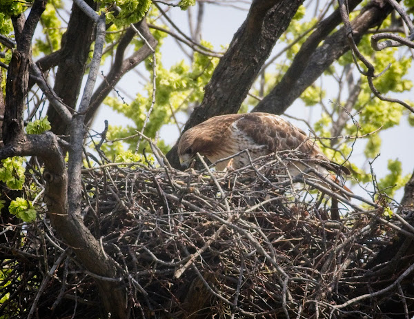 Laura Goggin Photography: Hatch day and hail storm in Tompkins Square