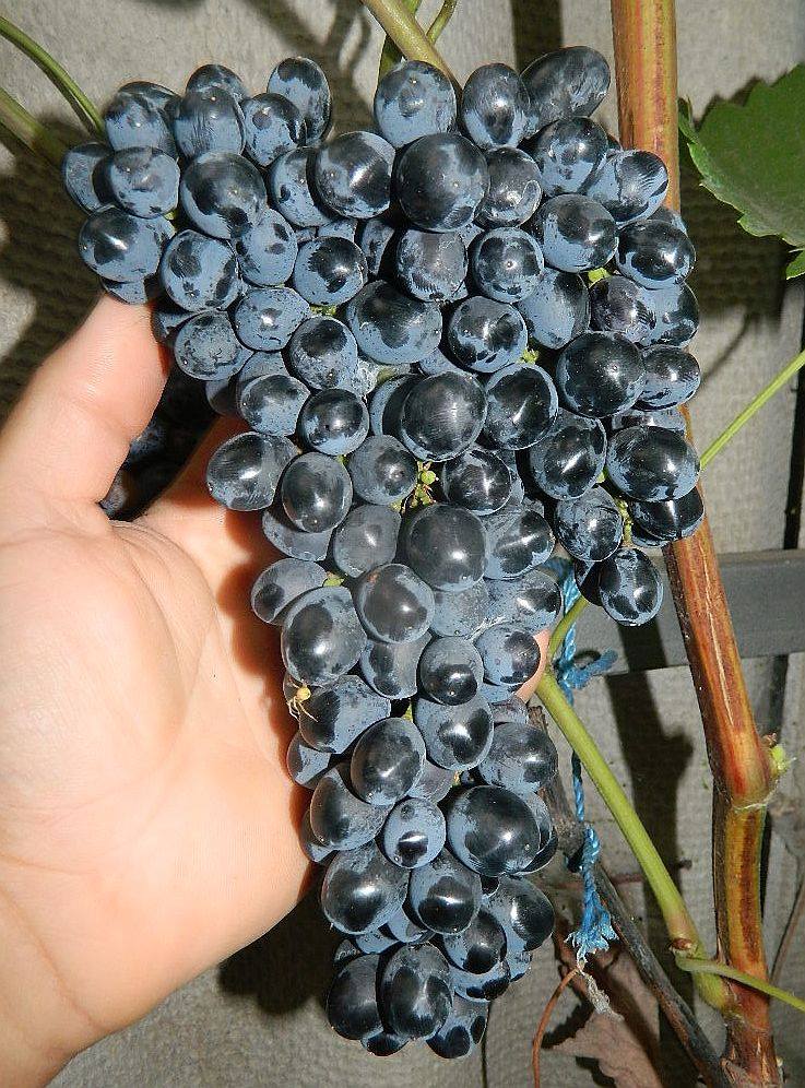 Anggur jenis Faith seedless | Pohon Anggur Genjah
