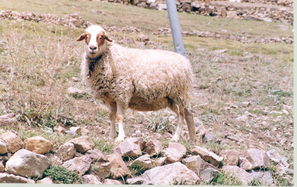 Sheep Breeds-Making Vet