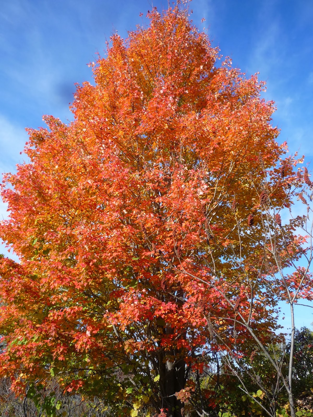 Vermont Foliage Photos. October leaf peeping. South Burlington, Vermont ...