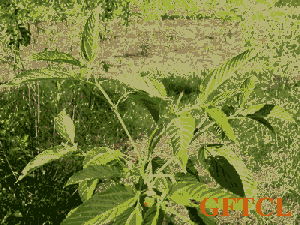 PEST OF JUTE AND THEIR MANAGEMENT