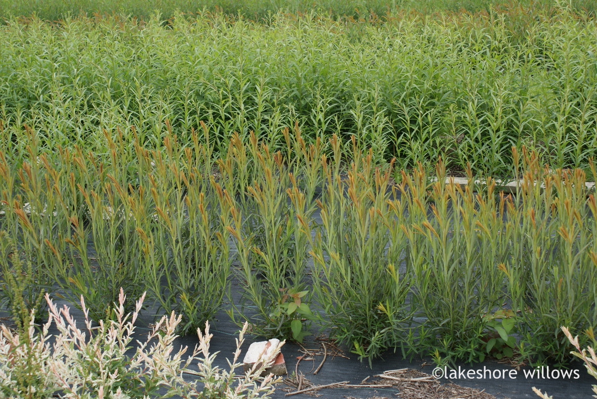 Willows Time To Order Willow Cuttings And Rods For The Spring