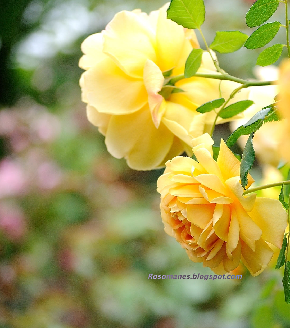 A Rose is a Rose...: On the Cusp Part II - Almost There