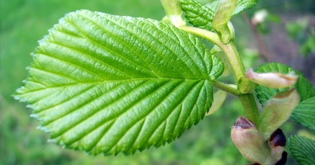 Exoten in Nederland: Engelse veldiep