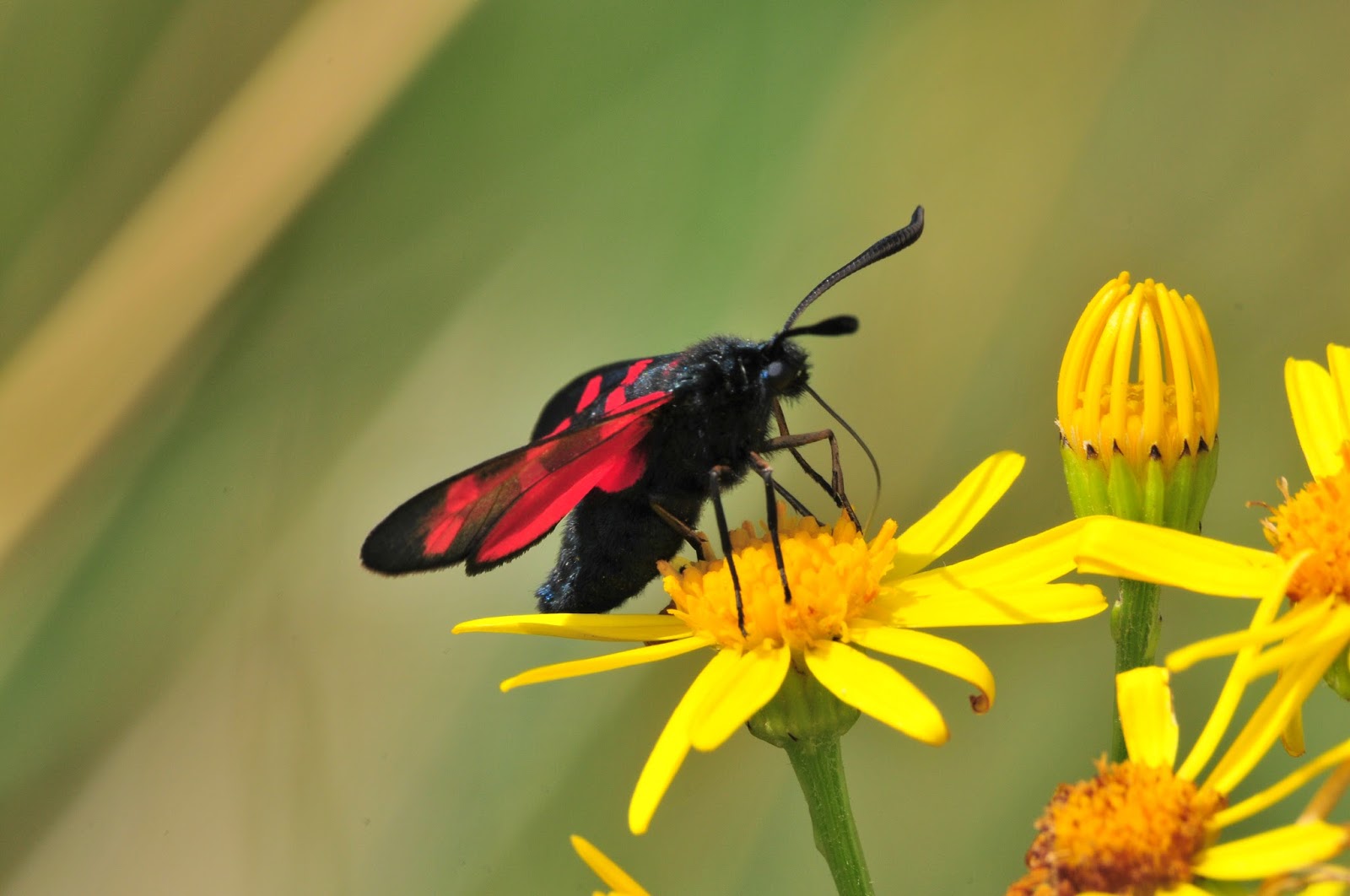 WAVENEY WANDERINGS: BURNET MOTHS