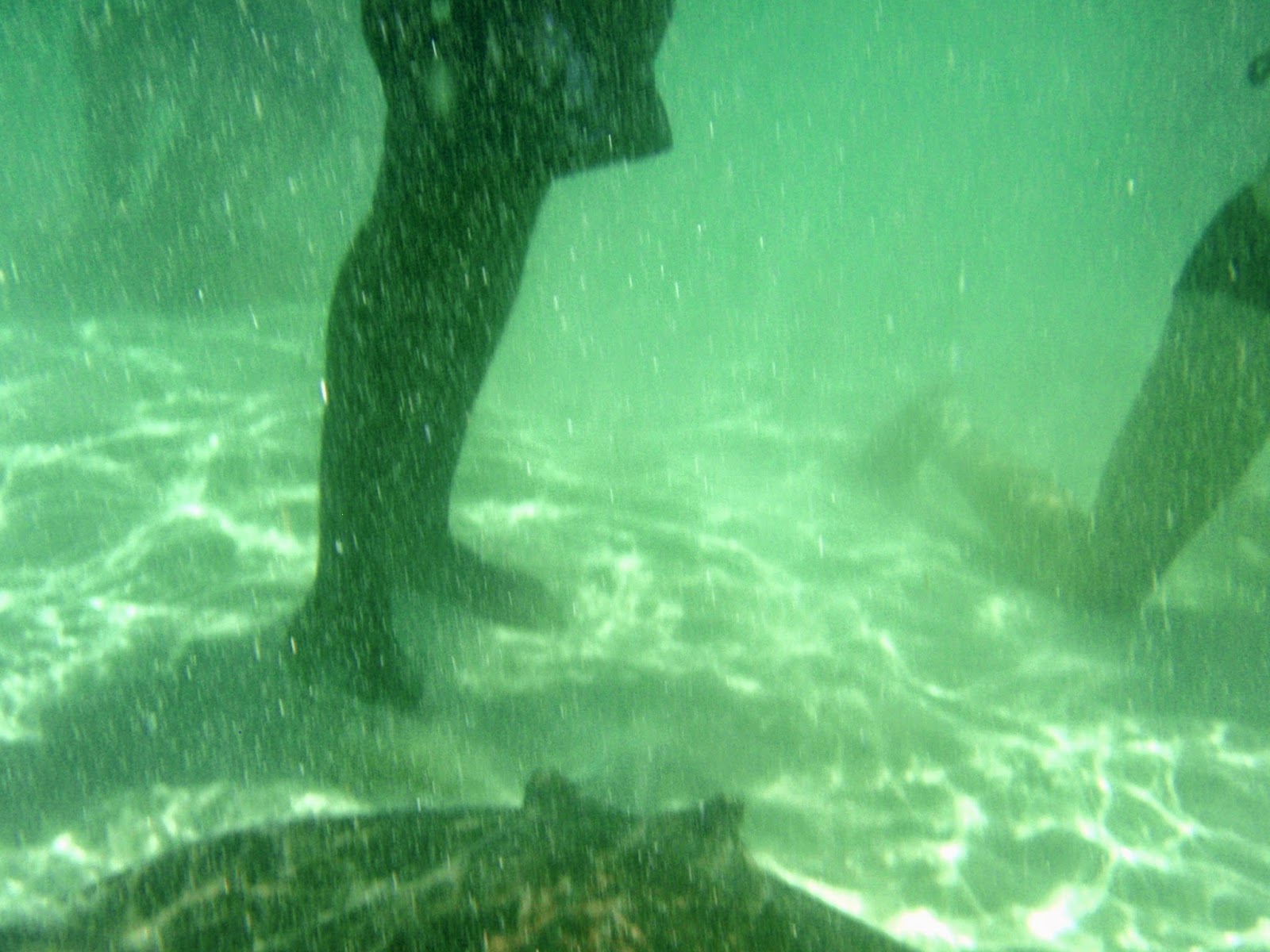 The Chronicles of Cardigan: Shuffles in the Sand With Stingrays: My Up ...