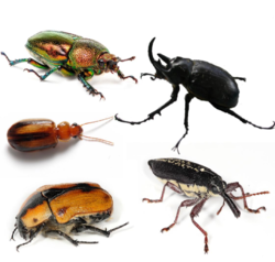 INFO-AGRO: Orden Coleoptera