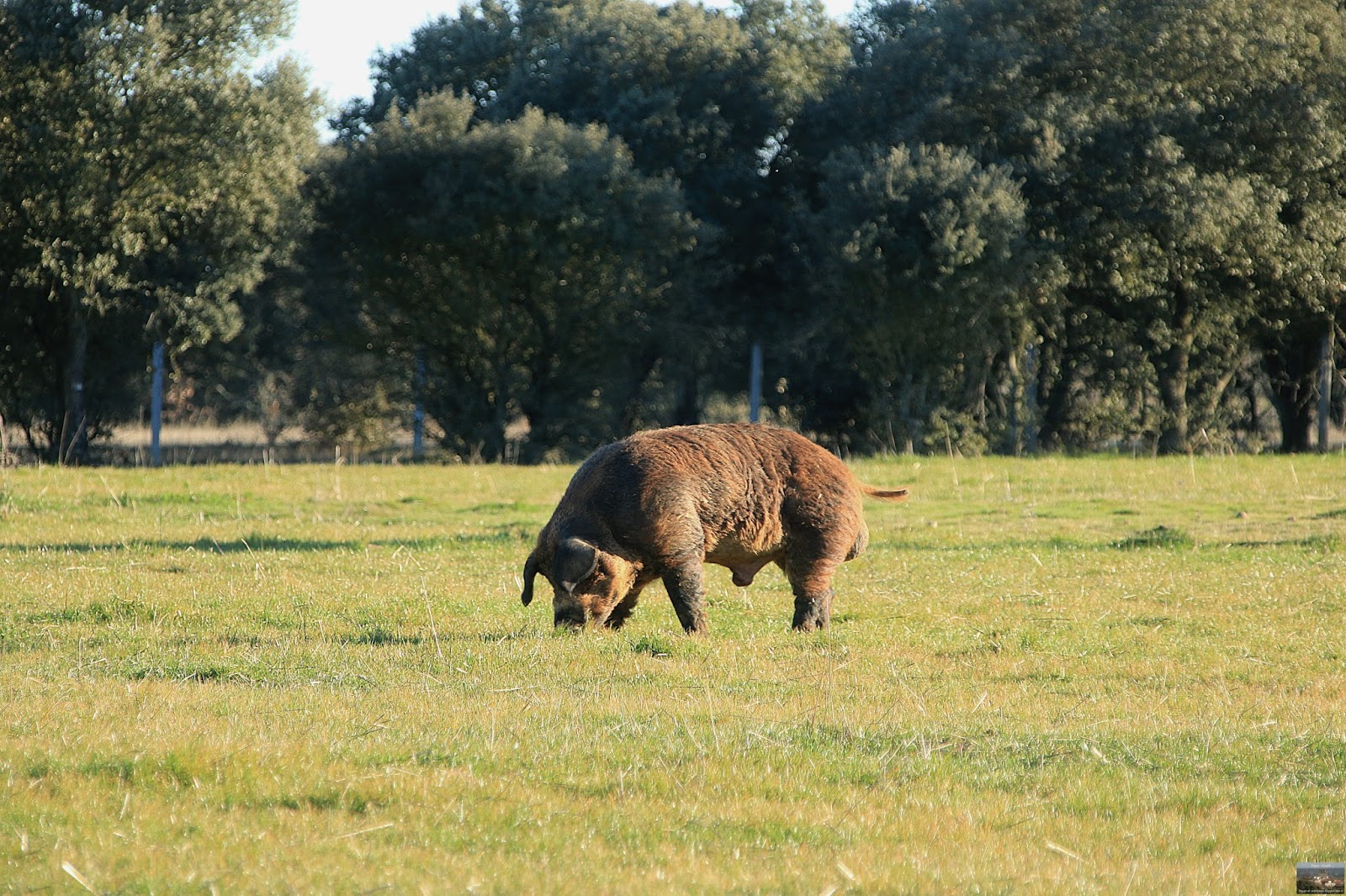 BOGAJO Salamanca: Marrano y marranas ibéricos en el campo de Bogajo