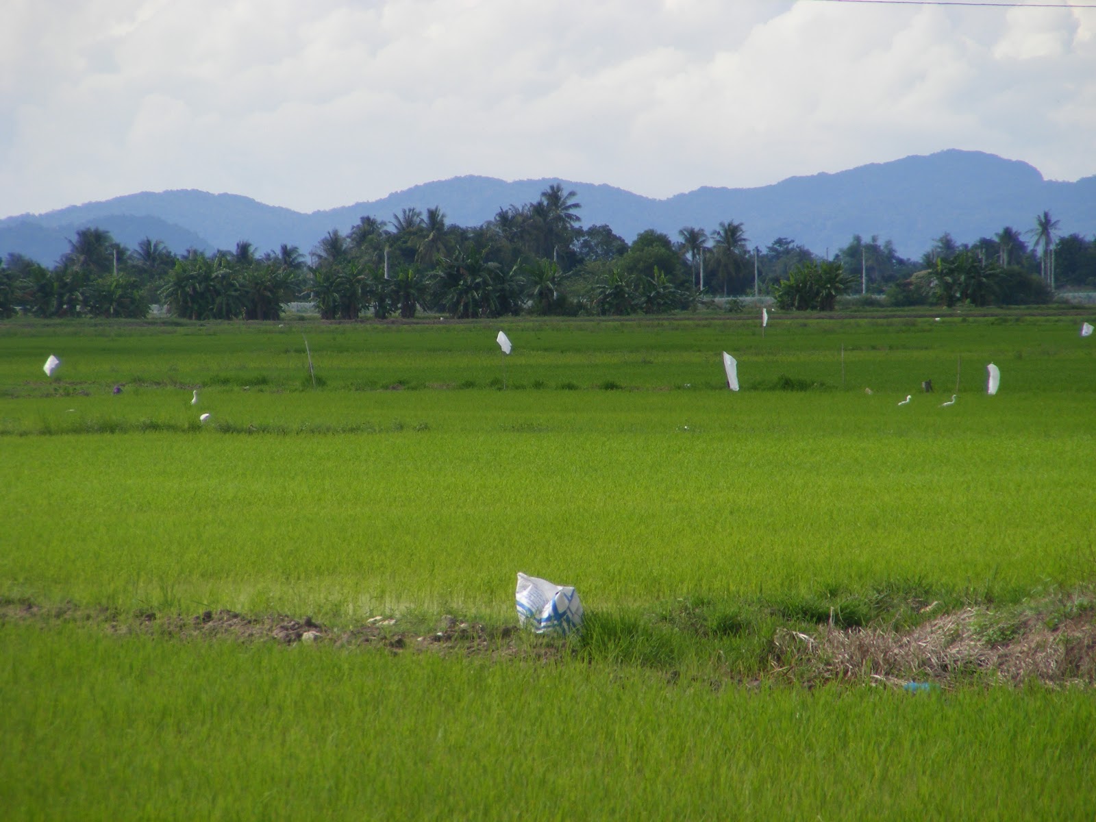Wallpaper Pemandangan Sawah Padi