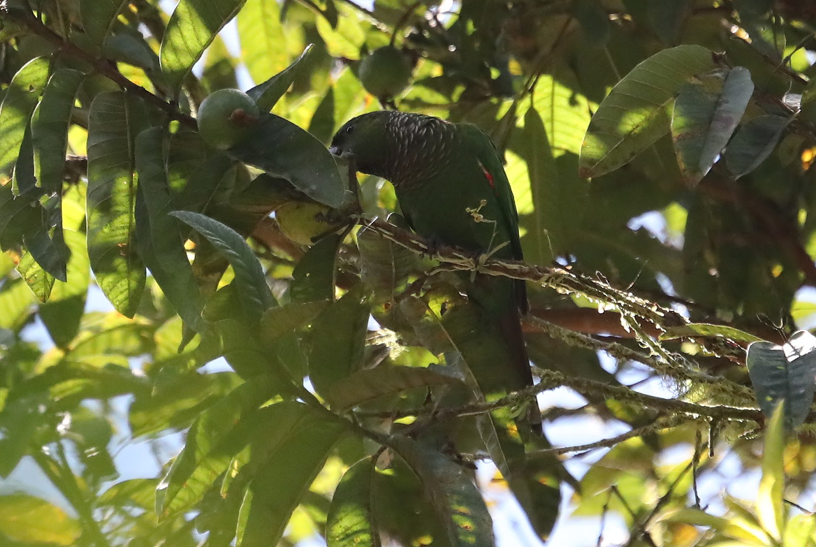 Instantes alados Perú y Ecuador 2018: perico de cola negra