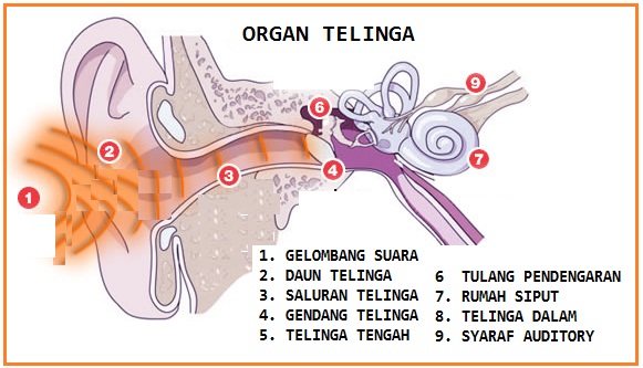 Intan Nirmala Blog's: MEKANISME PENDENGARAN PADA MANUSIA