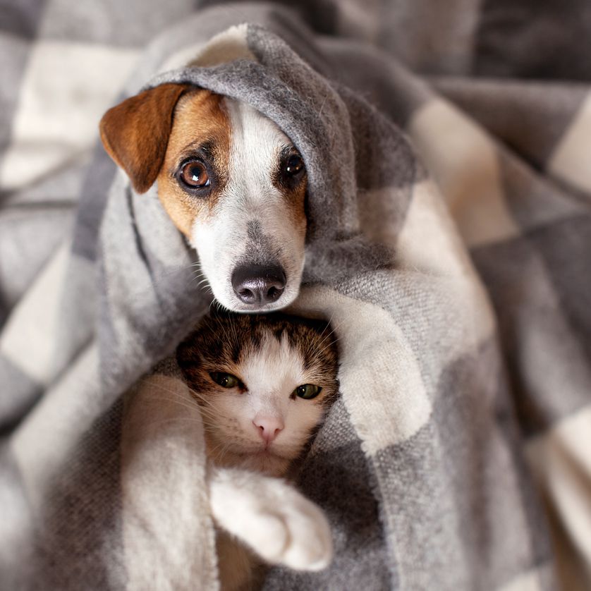 ANIMALS TIME : Cats and Dogs time (hora de Gatos y perros) Gallery 8