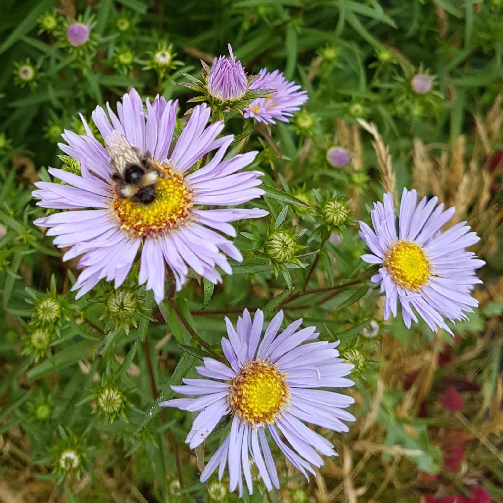 Plant Profiles - Asters - the Jewels of Autumn