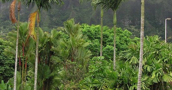 Areca peel (DA FU PI)-Areca catechu-Pericarpium Arecae