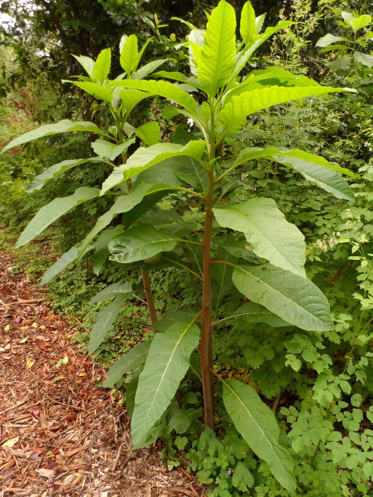 Foraging Texas: Pokeweed/Poke Salat