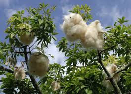 How to make yarn from cotton ~ DRESS MAKING SYSTEM