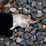 The Garden of Eating: June 2016