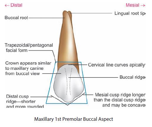 Permanent maxillary first premolar l tooth crown & root morphology ...