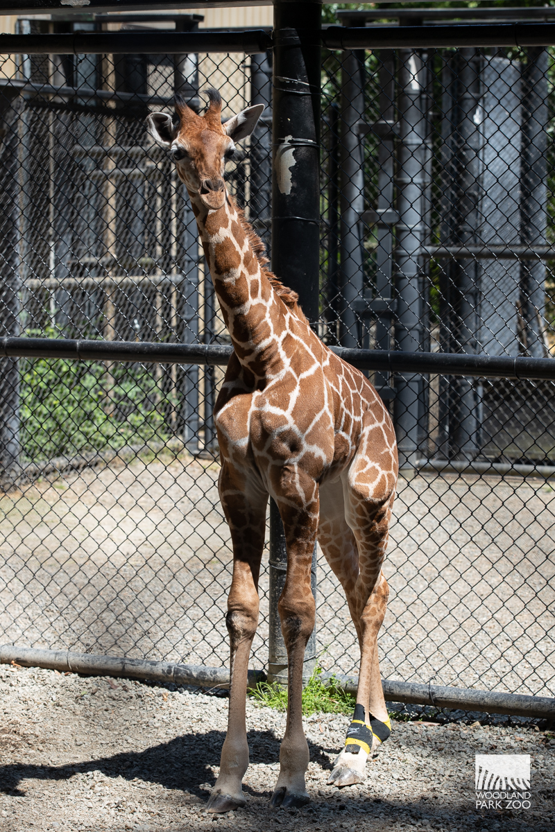 Hasani's shoes removed after baby giraffe's feet abnormalities improve