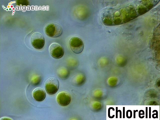 Alga hijau berbentuk koloni dapat bergerak:contohnya: : Volvox