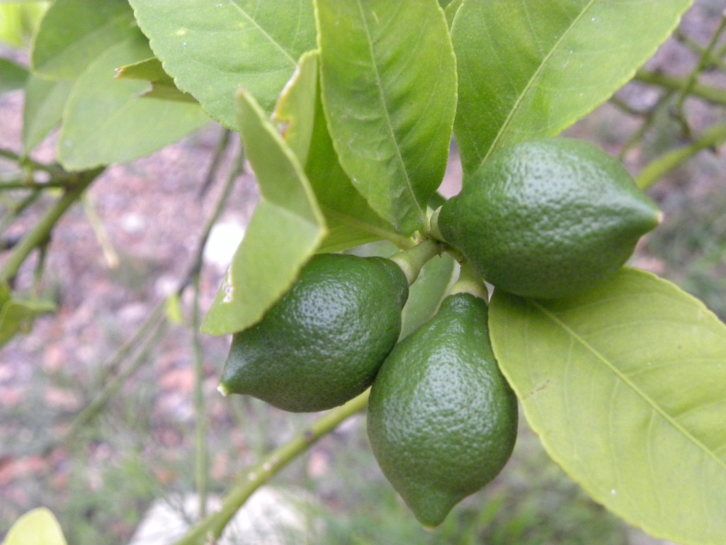 Diane's Texas Garden: Lemon Tree is Blooming Again