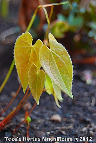 Thursday Garden Review: The Genus Epimedium | Teza's Hortus Magnificum