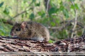 Vírus Machupo - FHB : História,Epidemiologia,Patogenicidade,Transmissão ...