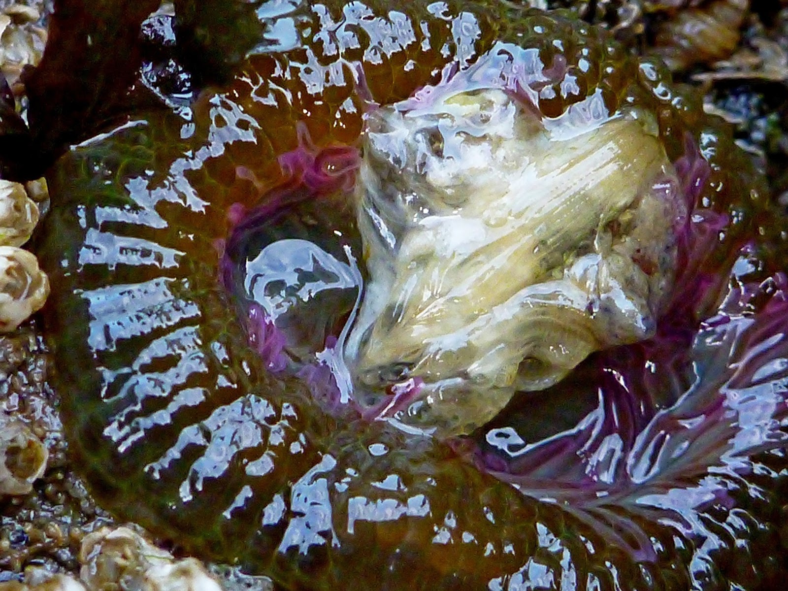 Buzz's Marine Life of Puget Sound: ALKI PROVIDES SOME INTERESTING COLOR