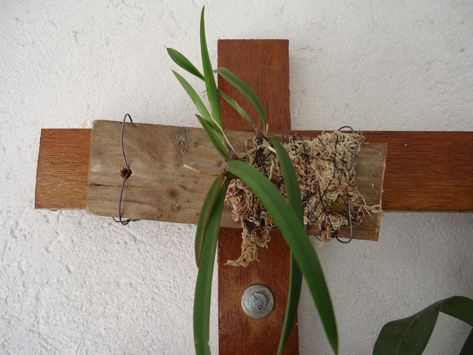Debbie's Orchids: Orchid trellis