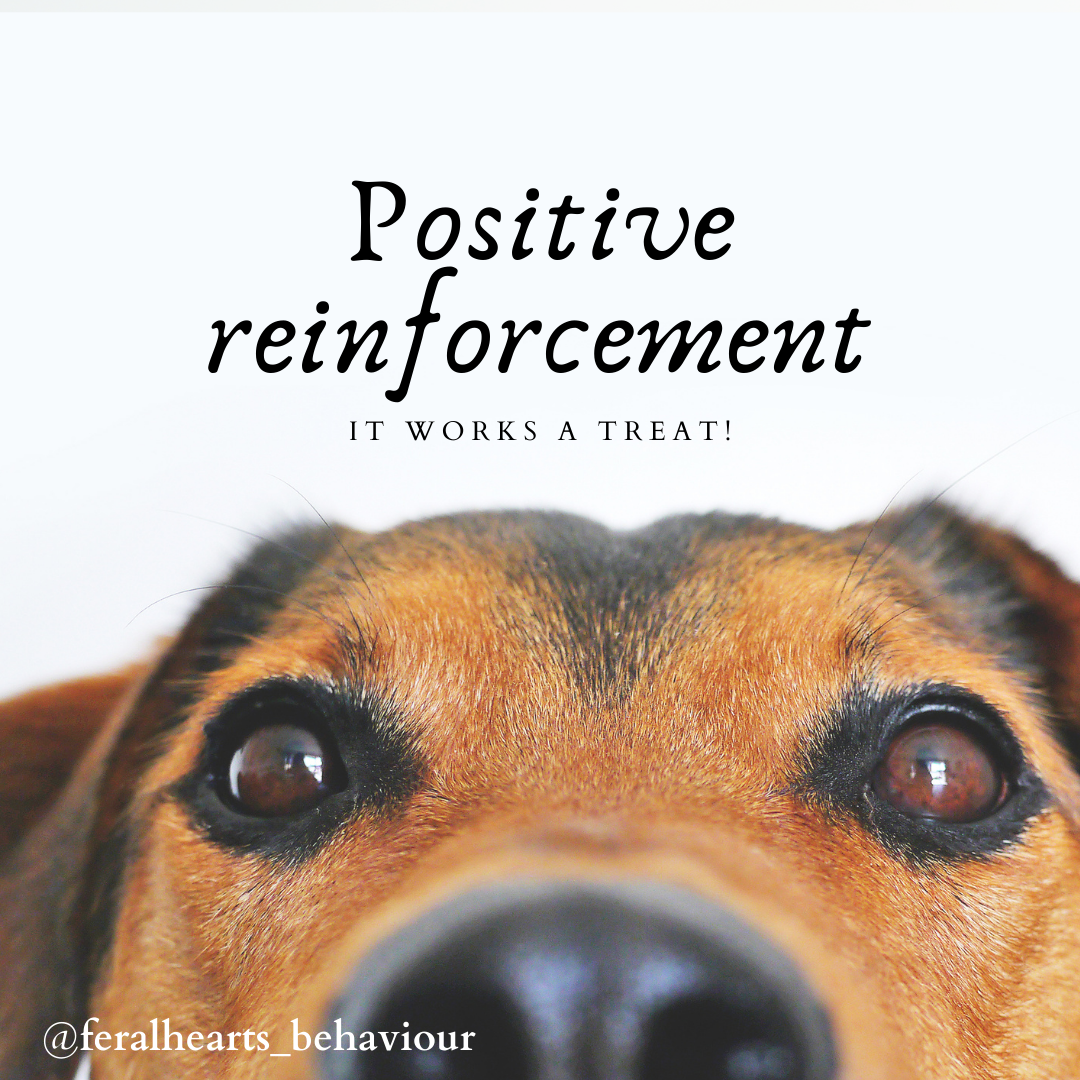 Positive reinforcement (+R) - what is it and why use it?