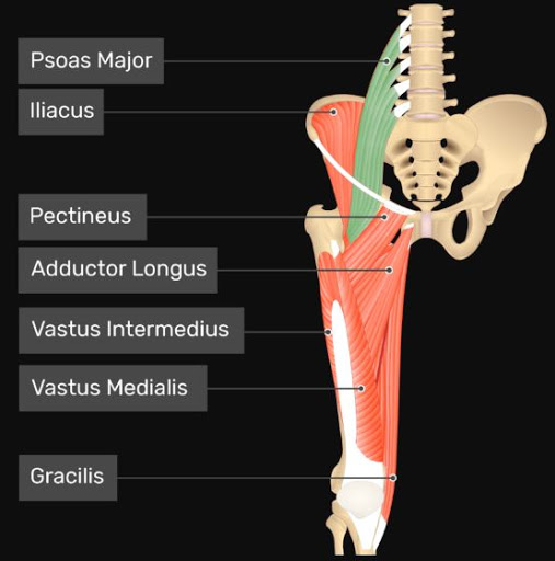 Anatomi Otot Psoas Major (Bagian dari Iliopsoas) Manusia - Anatomi Tutorial