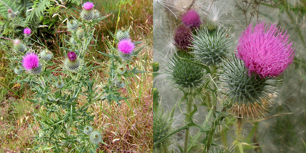 Paramedicina tratamente aura: Ciulinul