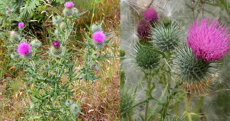 Paramedicina tratamente aura: Ciulinul