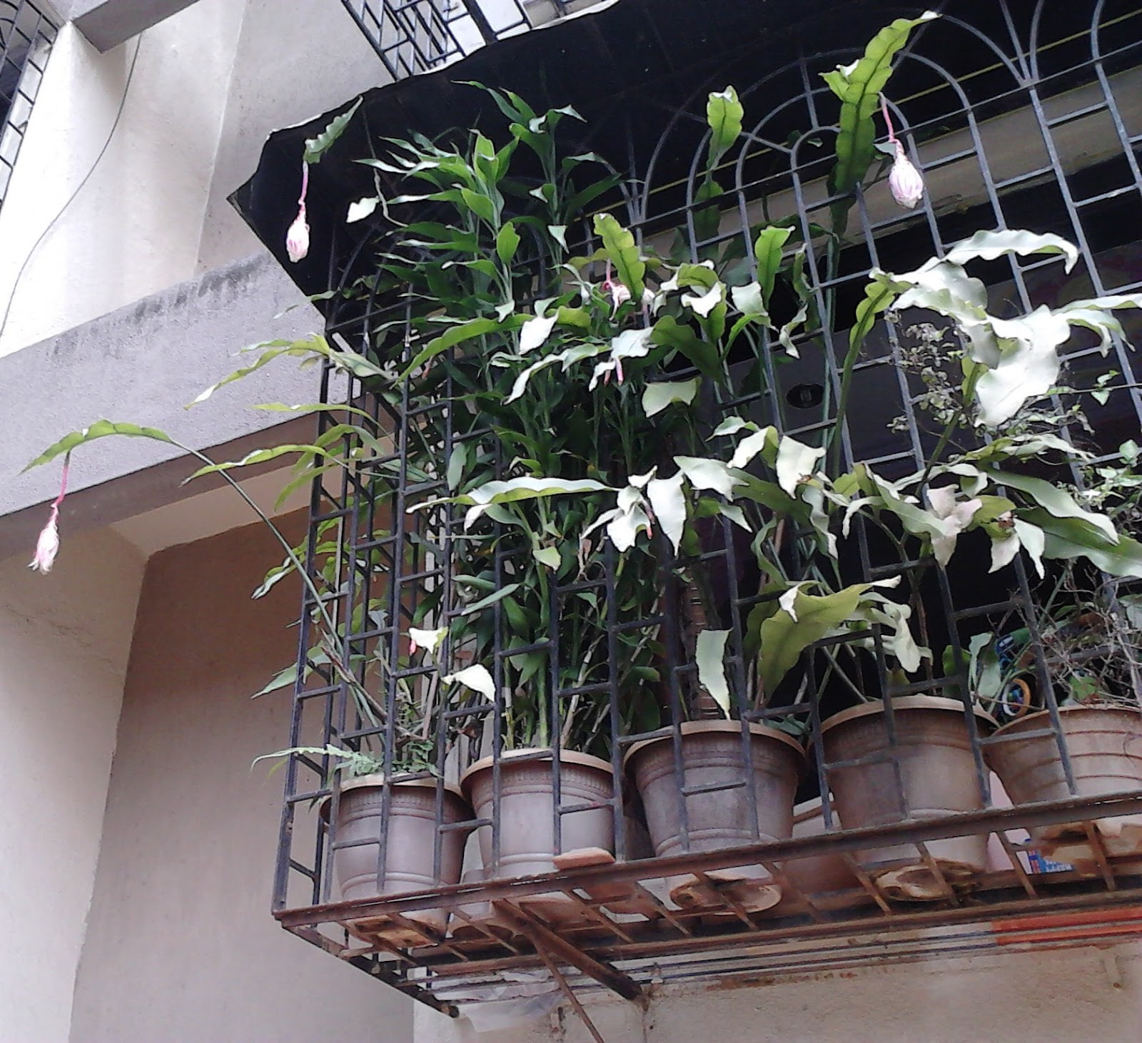 Garden Care Simplified: The Healthy Blooms of Brahma Kamal Flowering Plant