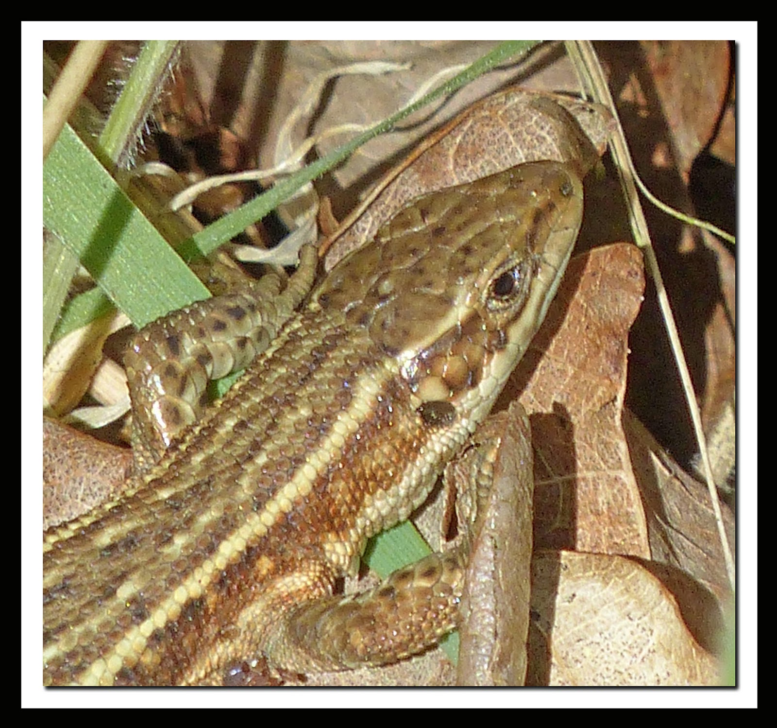 Wild and Wonderful: June 2013