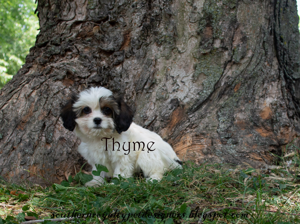 Southern Royalty Pet Designers: We have three Cavaton puppies available ...