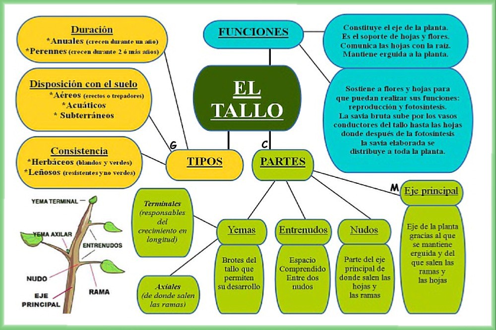 Esquemas Galledor: El Tallo