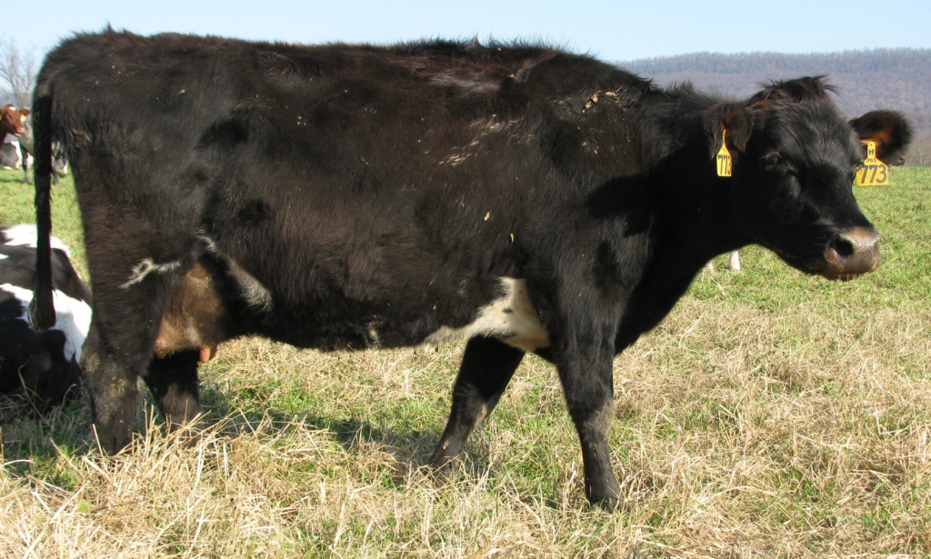 Amazing Grace Dairy: November 2012 Cows for Sale - SOLD (for the most part)